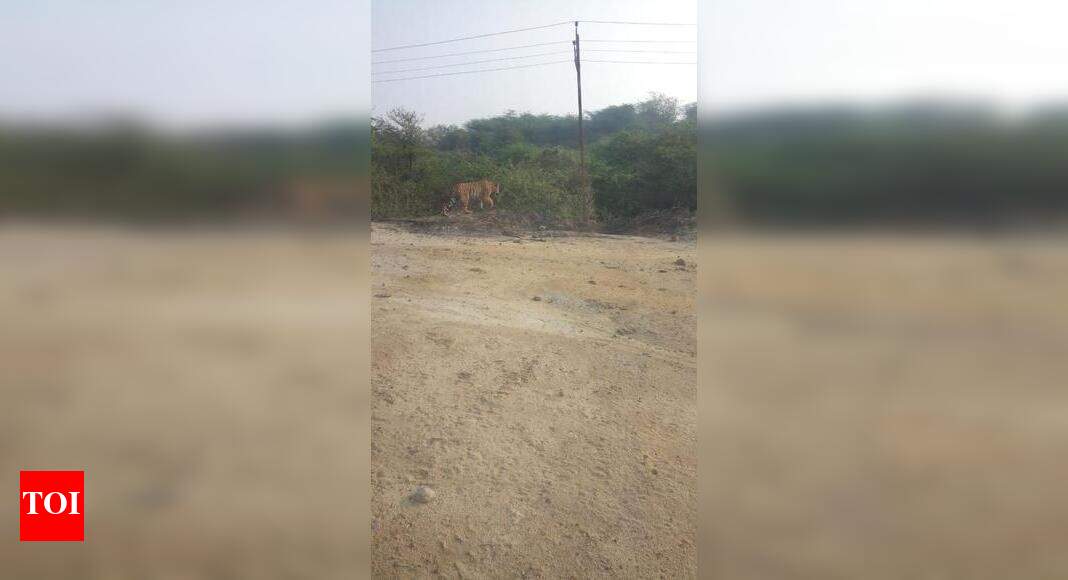 Tiger in Chanda cement factory, forest dept on alert | Nagpur News ...