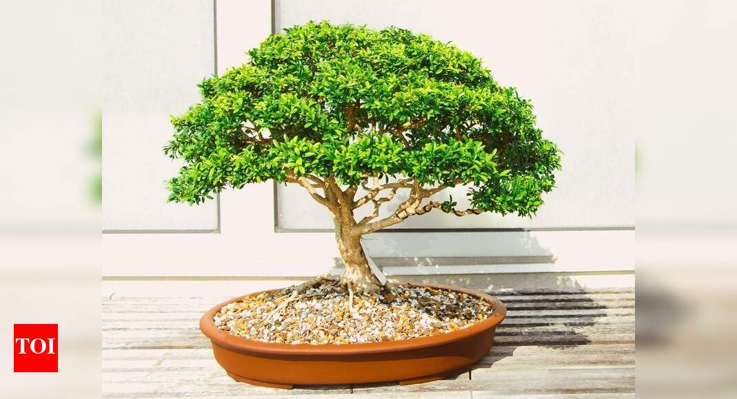 Bonsai Tree: A fascinating sculptural plant for your garden - Times of ...