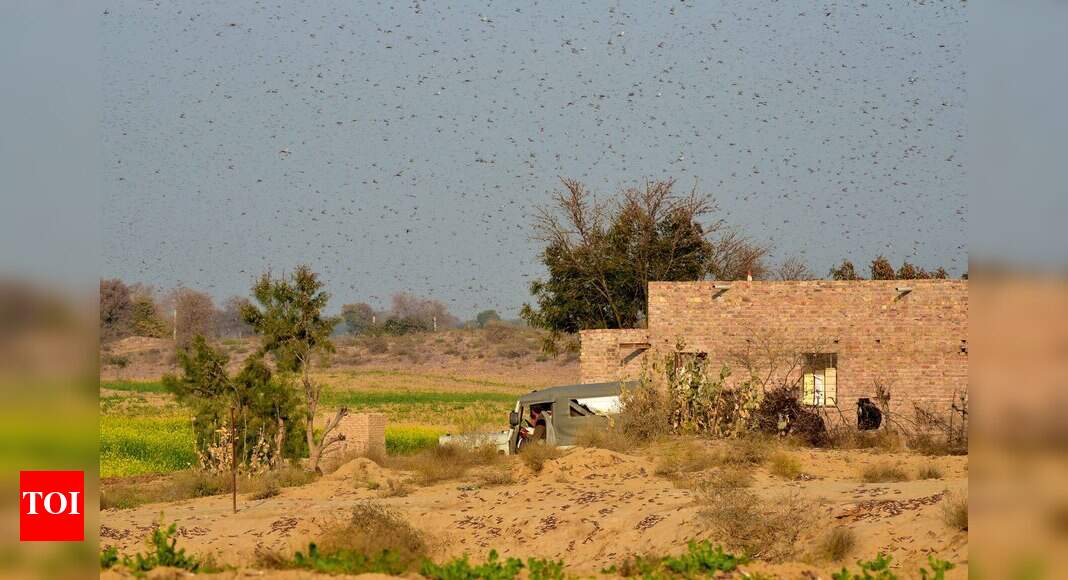 India buys drones, specialist equipment to avert new locust attack ...