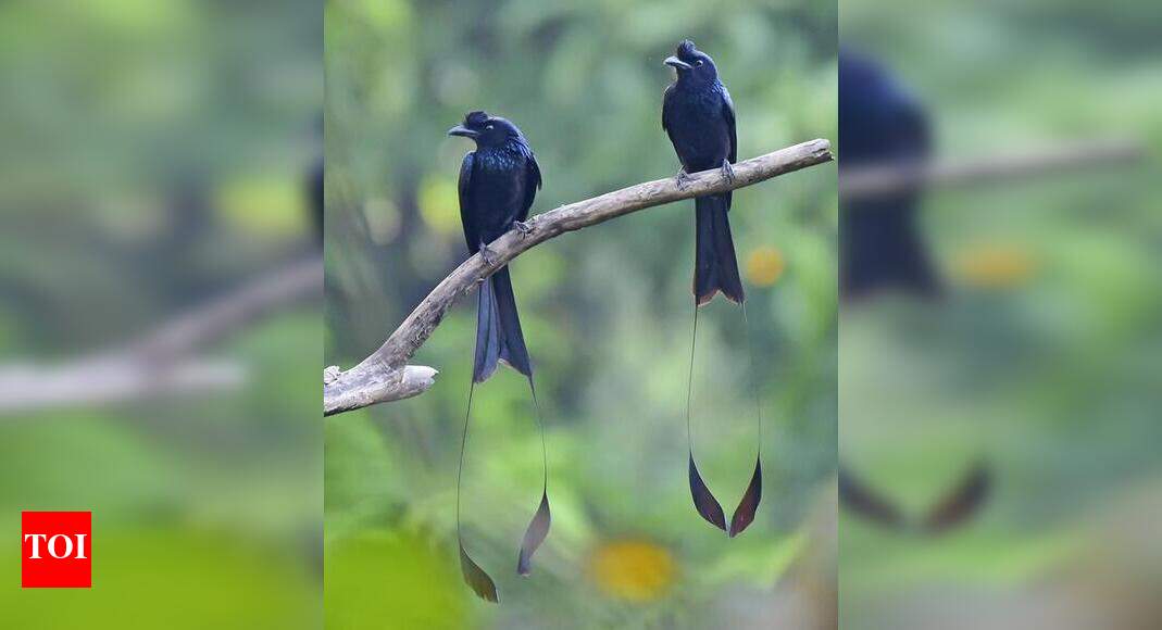 35 bird species recorded from the heart of Kudla | Mangaluru News ...