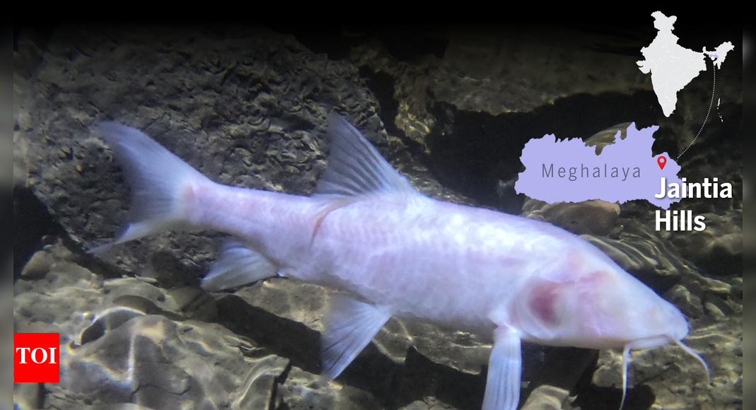 How world found its biggest cave fish in Meghalaya | India News - Times ...