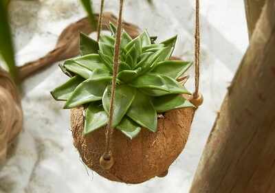 Say no to plastics, grow plants in coconut shells! | Kolkata News ...