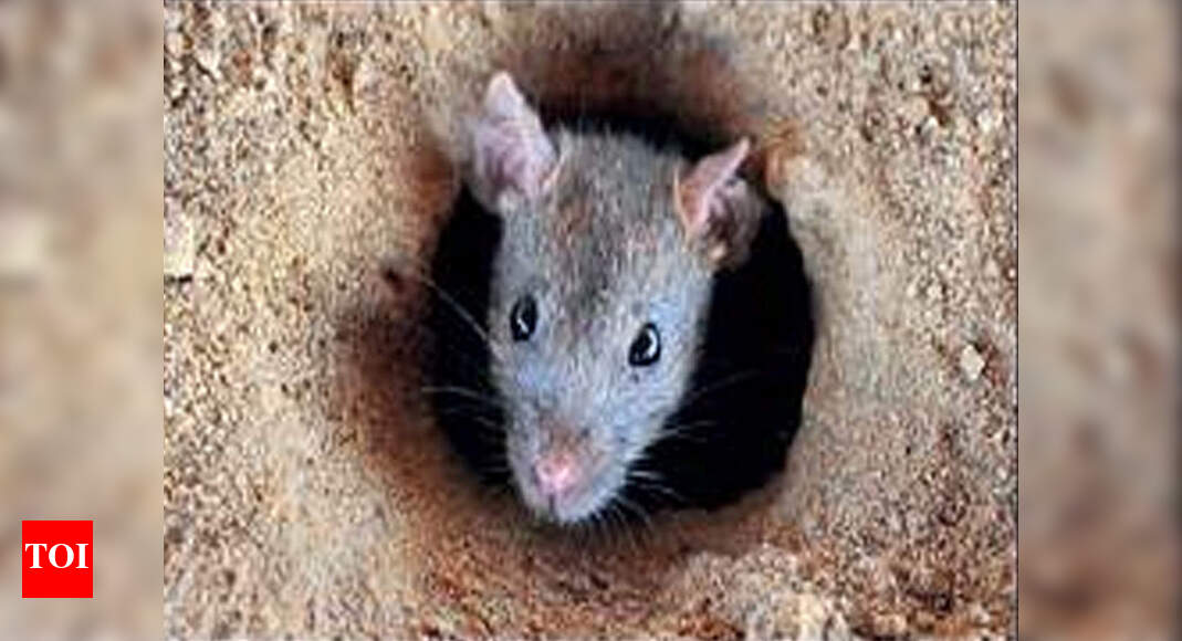 Bihar: Rats blamed for nibbling saline bottles in hospital | Patna News ...