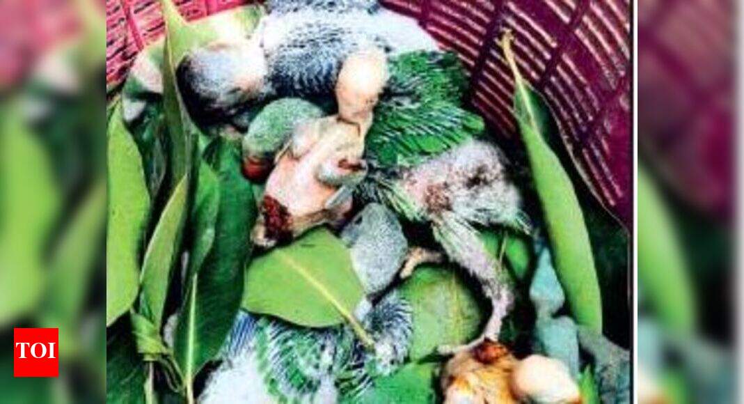 11 parrot chicks killed, seven saved as tree cut to widen highway ...