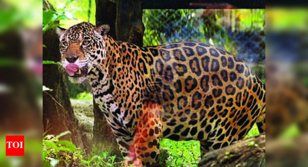 Bijnor’s killer leopard was shot dead on January 6, confirms probe ...