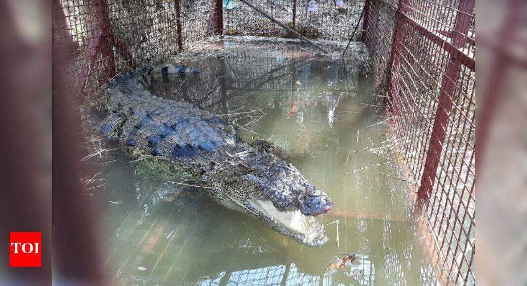 Crocodile rescued in Mulund after over 40 days | Mumbai News - Times of ...