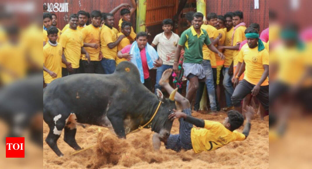 Jallikattu in Tamil Nadu: Three bull-tamers gored to death during ...