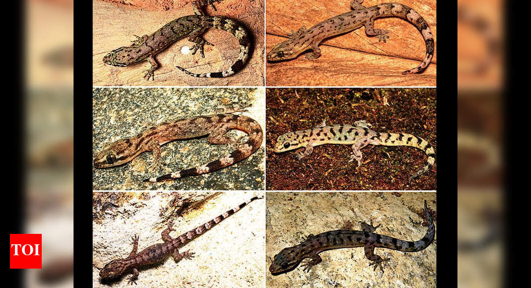 Six new gecko species found in Western Ghats | Pune News - Times of India