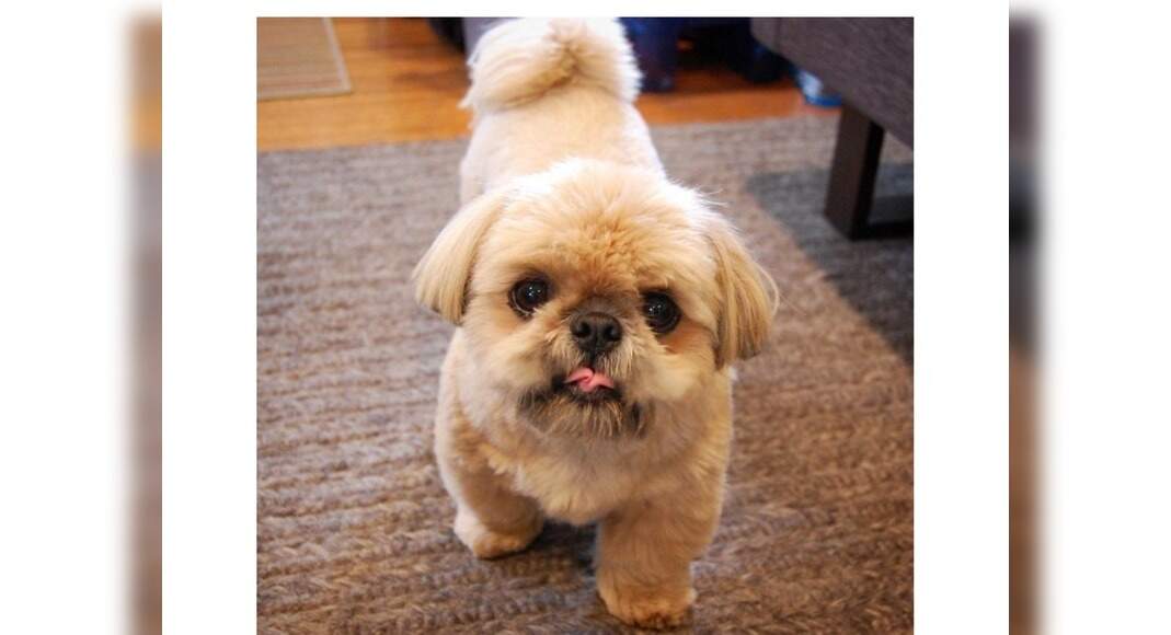 Debunking the most common dog myths