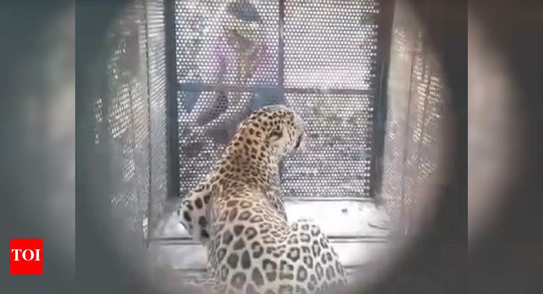 Madhya Pradesh: Maneater leopard caught in Dhar district | Indore News ...