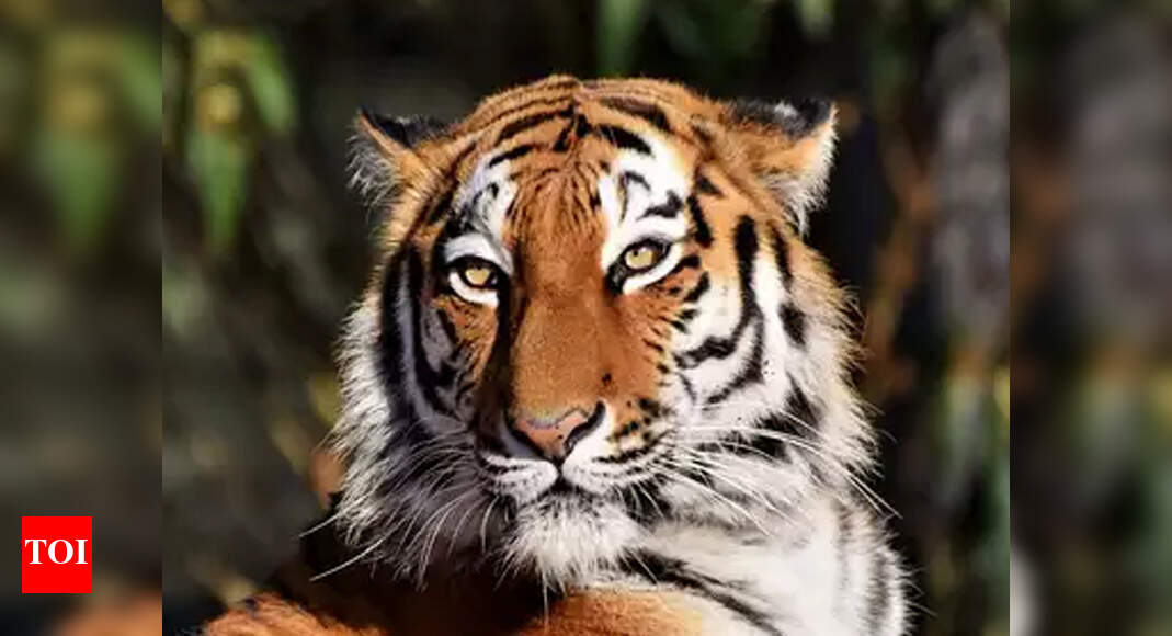 MM Hills set to be sixth tiger reserve of Karnataka | Mysuru News ...