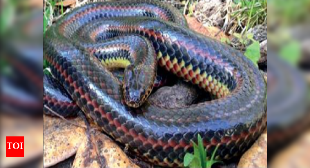 rainbow snake: Rare ‘rainbow snake’ seen in Florida after 50 years ...