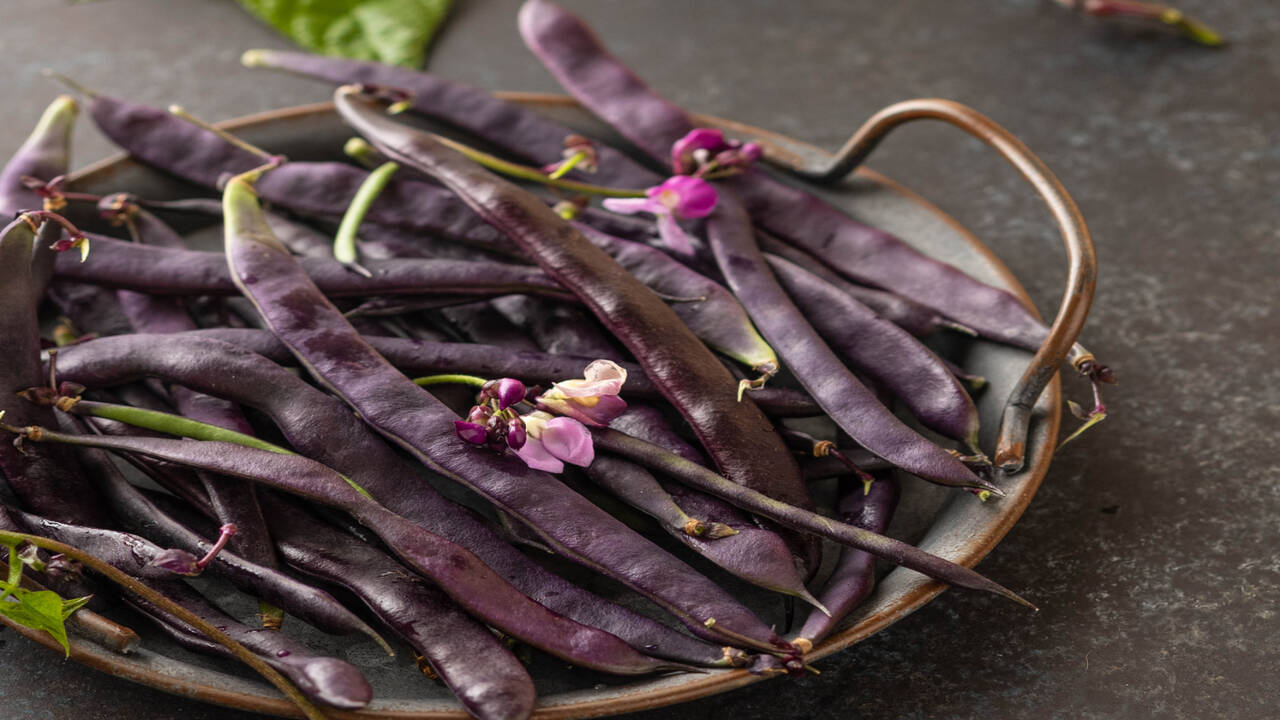 Purple pods - Times of India