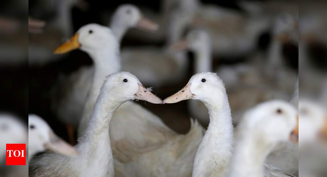 Questions raised about China's anti-locust 'duck army' - Times of India