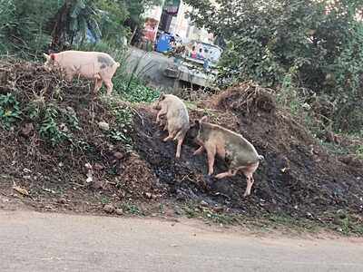 Bovine or pig menace in AP Capital Vijayawada - Times of India