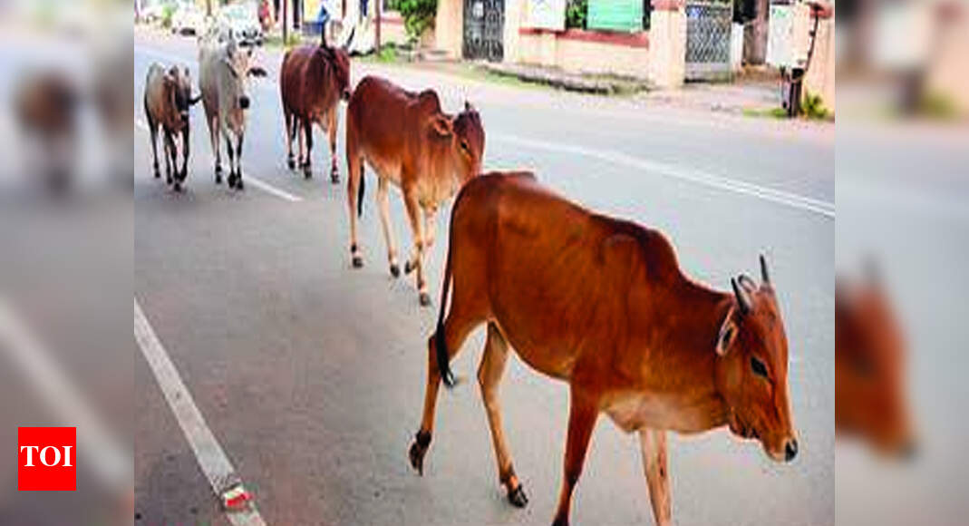 Congress, BJP spar over cow protection | Lucknow News - Times of India