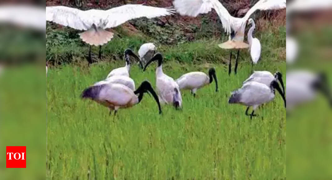 Bird census begins in Karaivetti bird sanctuary in Tamil Nadu | Trichy ...