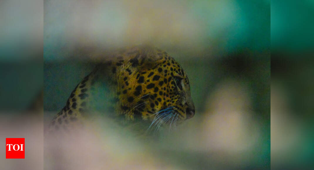 Karnataka: Leopard takes away three-year-old | Bengaluru News - Times ...