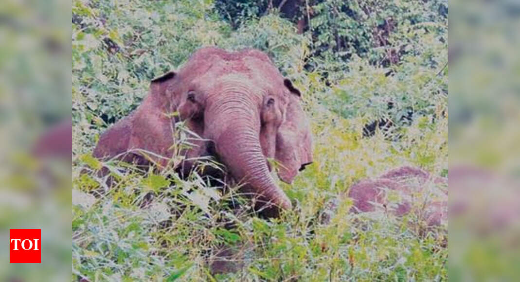 Wild elephant menace: Protest mounts in eastern hilly areas | Kozhikode ...