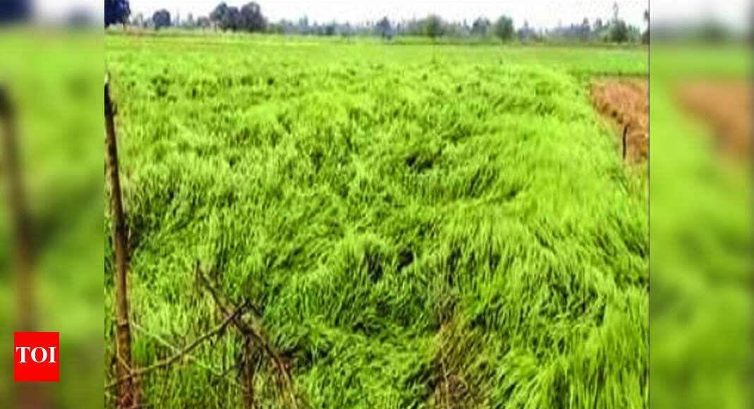 Rain, hail damage wheat, lentil & mustard crops in west Uttar Pradesh ...