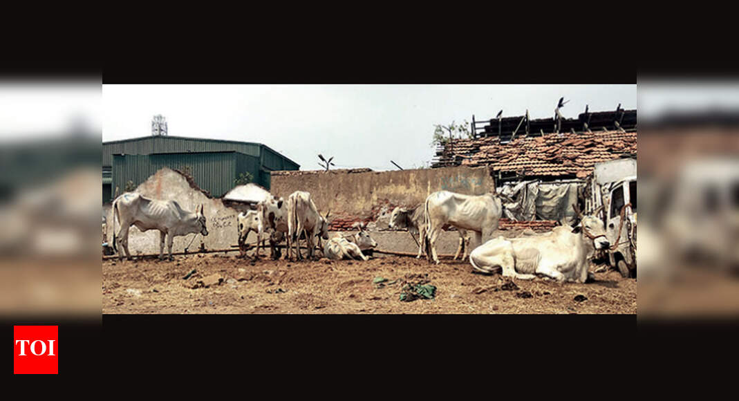 Greater Chennai Corporation intensifies crackdown on poor quality meat ...