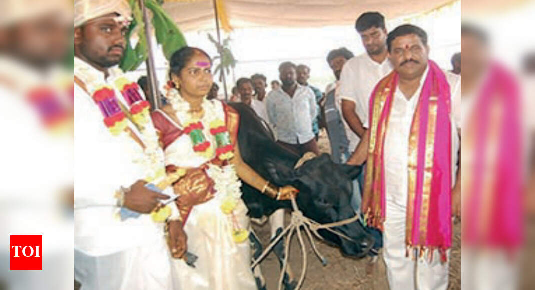 103 couples get a cow each as wedding gift in Karnataka | Bengaluru ...