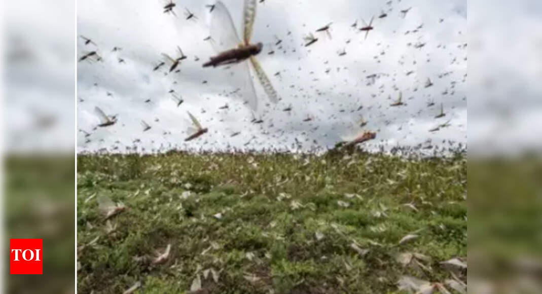 Pakistan to draw anti-locust plan with other countries - Times of India