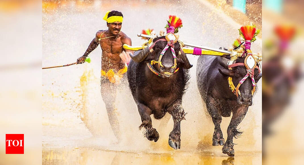 The King of Kambala | More sports News - Times of India