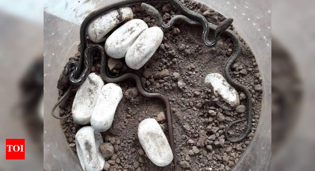 10 Newly Hatched Common Trinket Snakes: Mumbai: 10 newly hatched common ...