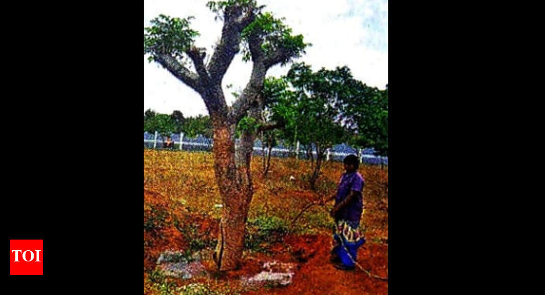 Tamil Nadu: 70 per cent of trees translocated to make way for Bhel ...