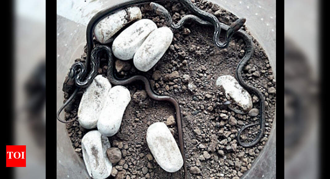 Mumbai: 10 trinket snake babies sent into wild | Mumbai News - Times of ...
