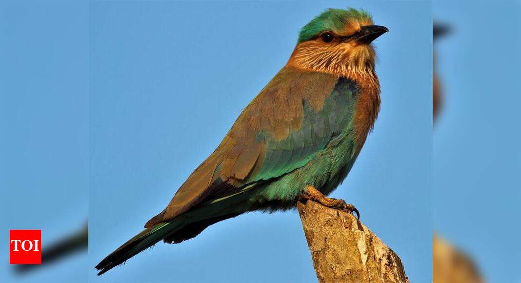 Poll for ‘Bird of Wardha’ in Limca Book of Records | Nagpur News ...