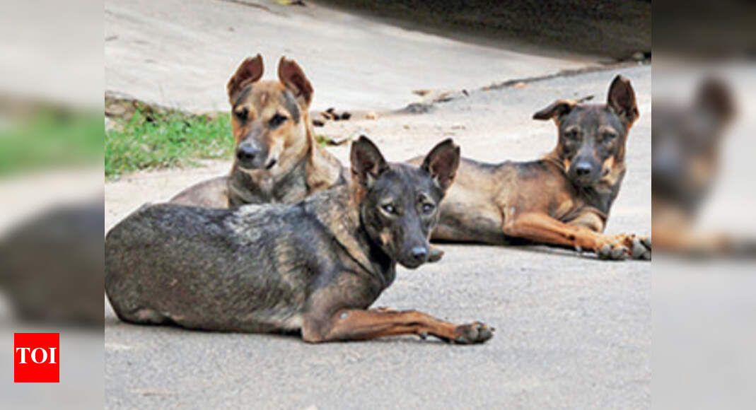 DMK leader wants street dogs culled, minister says there’s no need ...