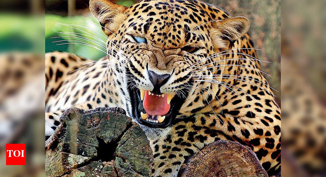 Gujarat: Leopard spotted 2km from Bharuch town, alert sounded | Surat ...