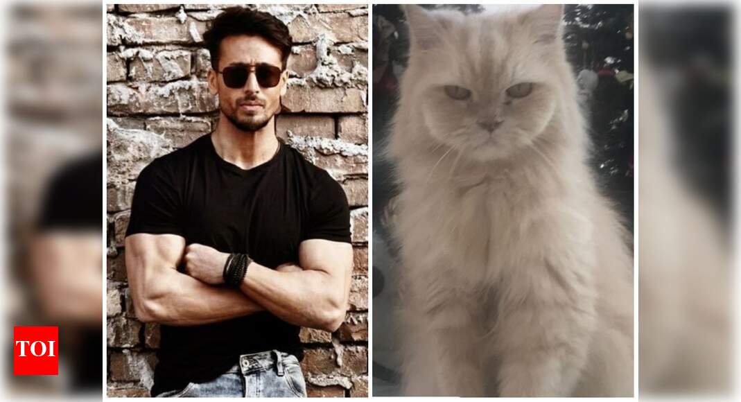 Tiger Shroff shares a heartfelt note as his pet cat JD passes away ...