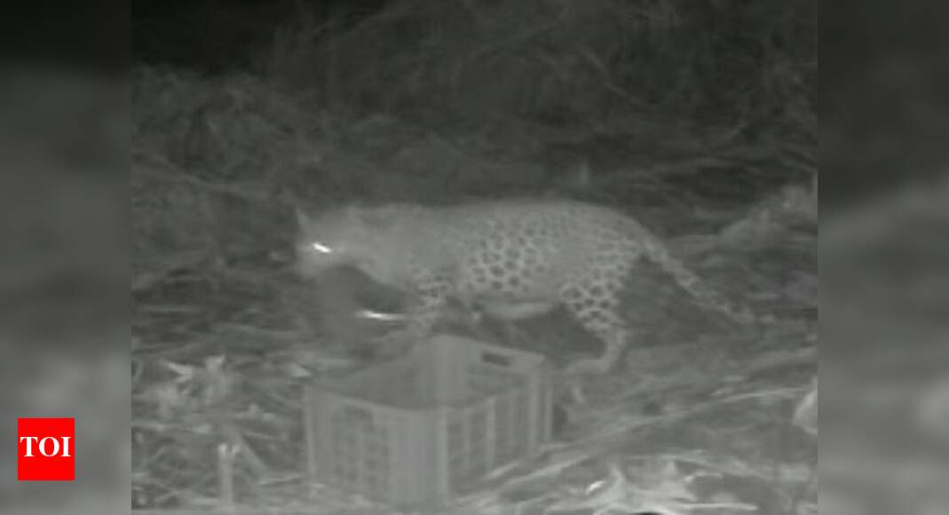 Gujarat: Leopard takes its two cubs away from sugarcane farm | Surat ...