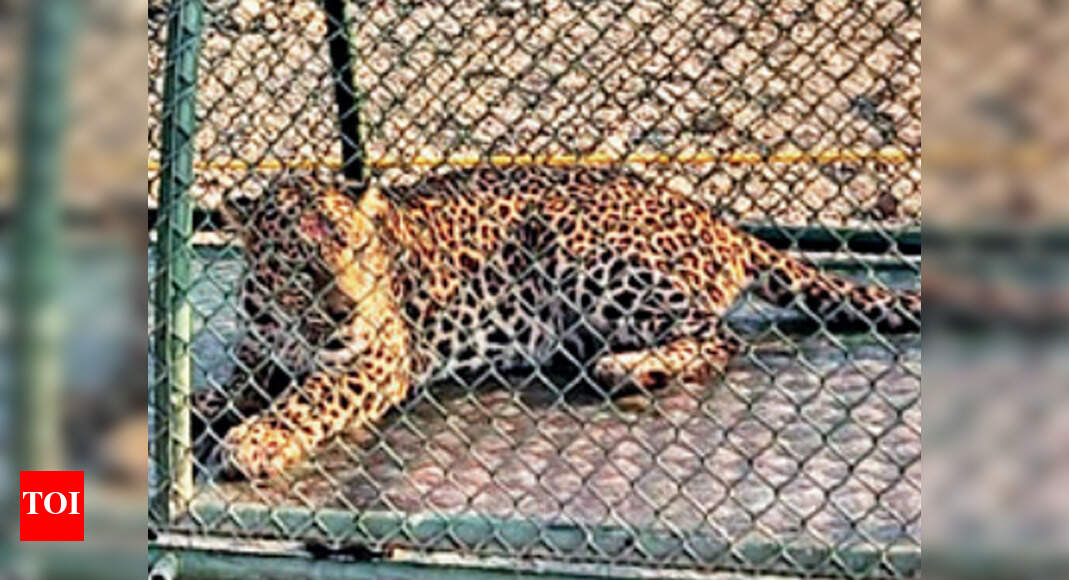 Maharashtra: Leopard trapped only 15km from Hinjewadi IT park | Pune ...