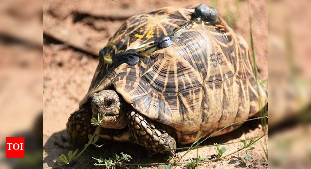 Satellite tags for endangered tortoises released from smugglers ...
