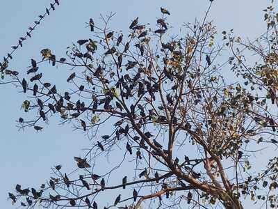 Pigeon Menace - Times of India