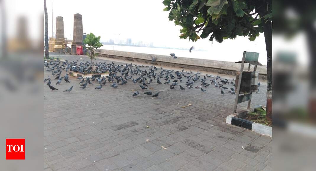 Pigeon feedong menace on Marine Drive. - Times of India