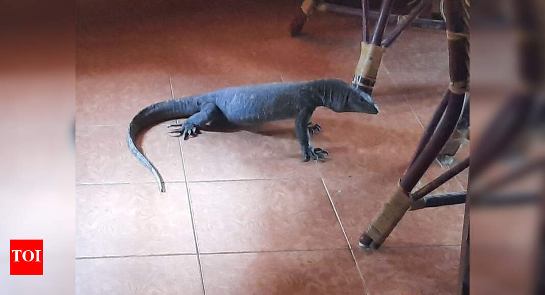 Lockdown: Monitor lizard ventures into Paris Laxmi's house | Malayalam ...