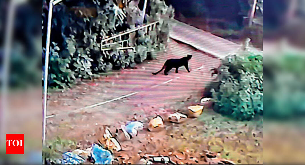 Tamil Nadu: Animals roam free on Ooty streets | Coimbatore News - Times ...