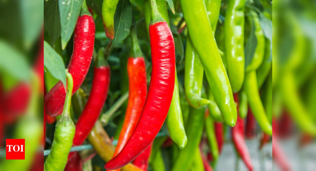 Andhra Pradesh chilli farmers want to shift stock to cold storages ...