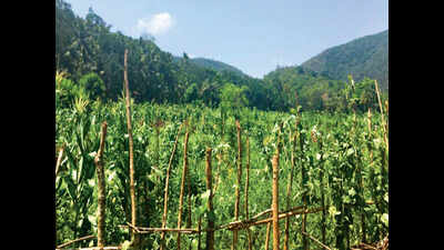 Home-grown crops to the rescue of rural Goa | Goa News - Times of India