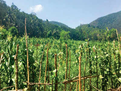 Home-grown crops to the rescue of rural Goa | Goa News - Times of India