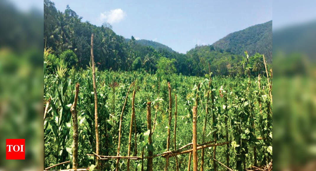 Home-grown crops to the rescue of rural Goa | Goa News - Times of India