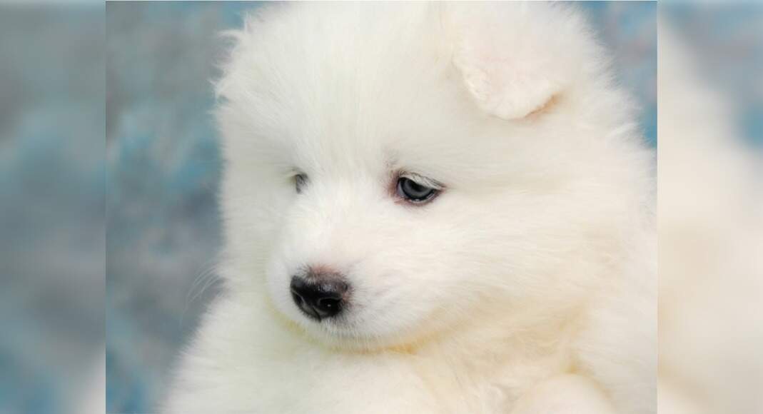 Adorable puppies that look like real-life versions of teddy bears