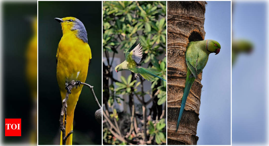 During the lockdown, birds break human distancing - Times of India