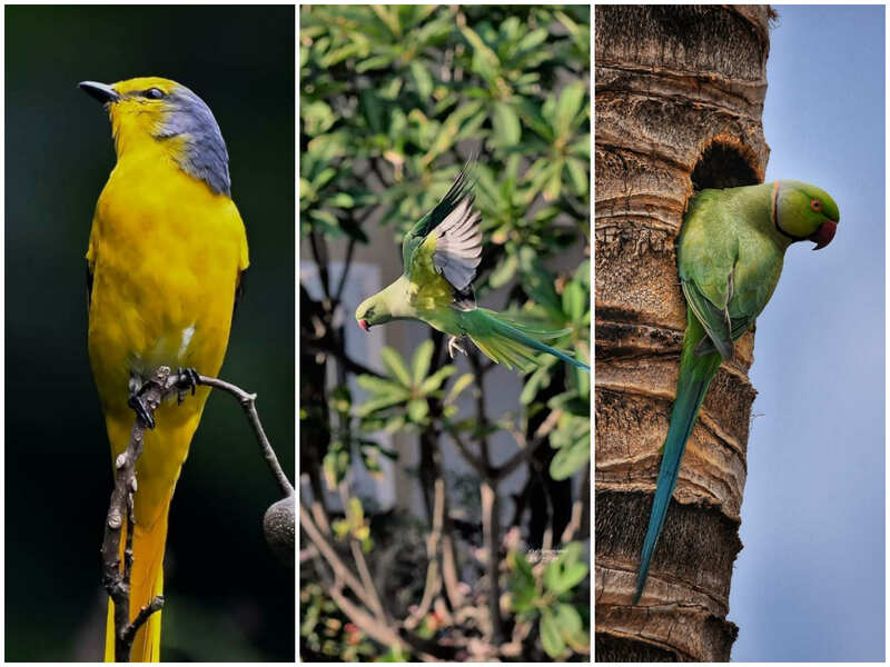 During the lockdown, birds break human distancing - Times of India