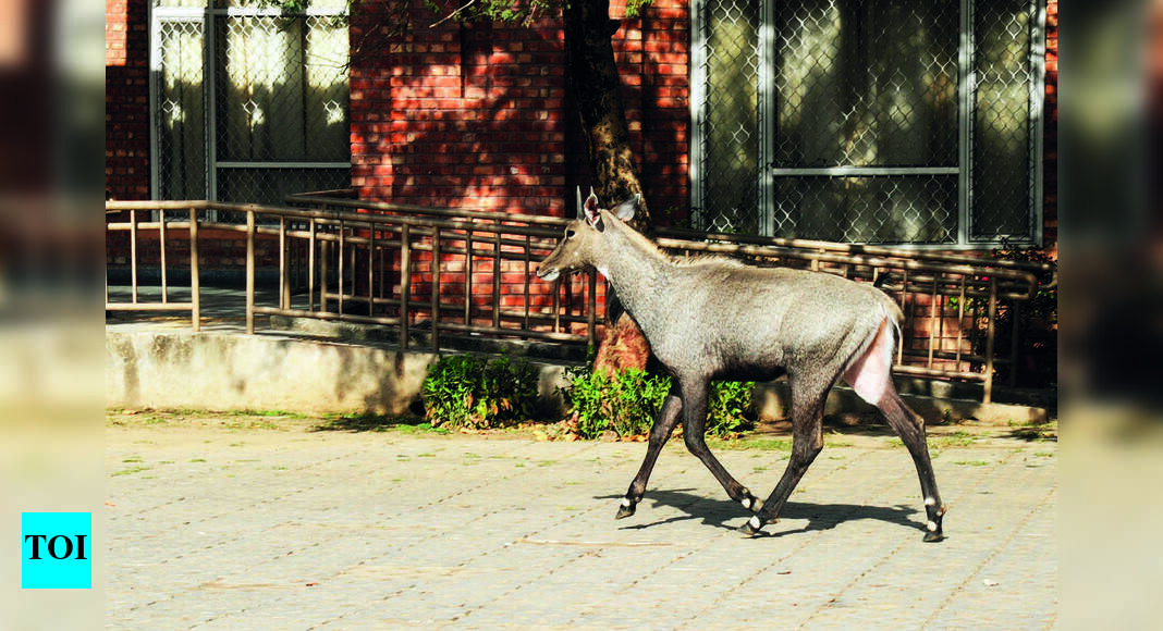 Animals take over roads as humans stay locked down | Chandigarh News ...